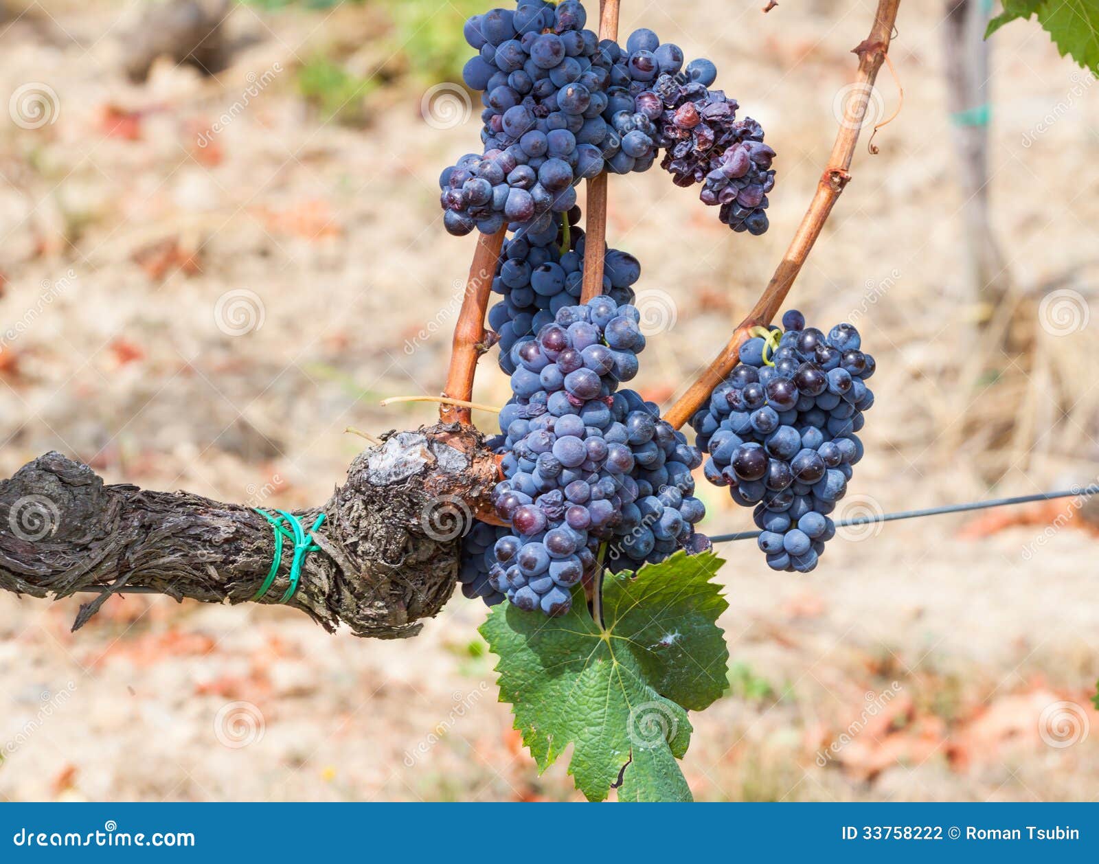 Ripening Grape Clusters on the Vine Stock Photo - Image of lush ...