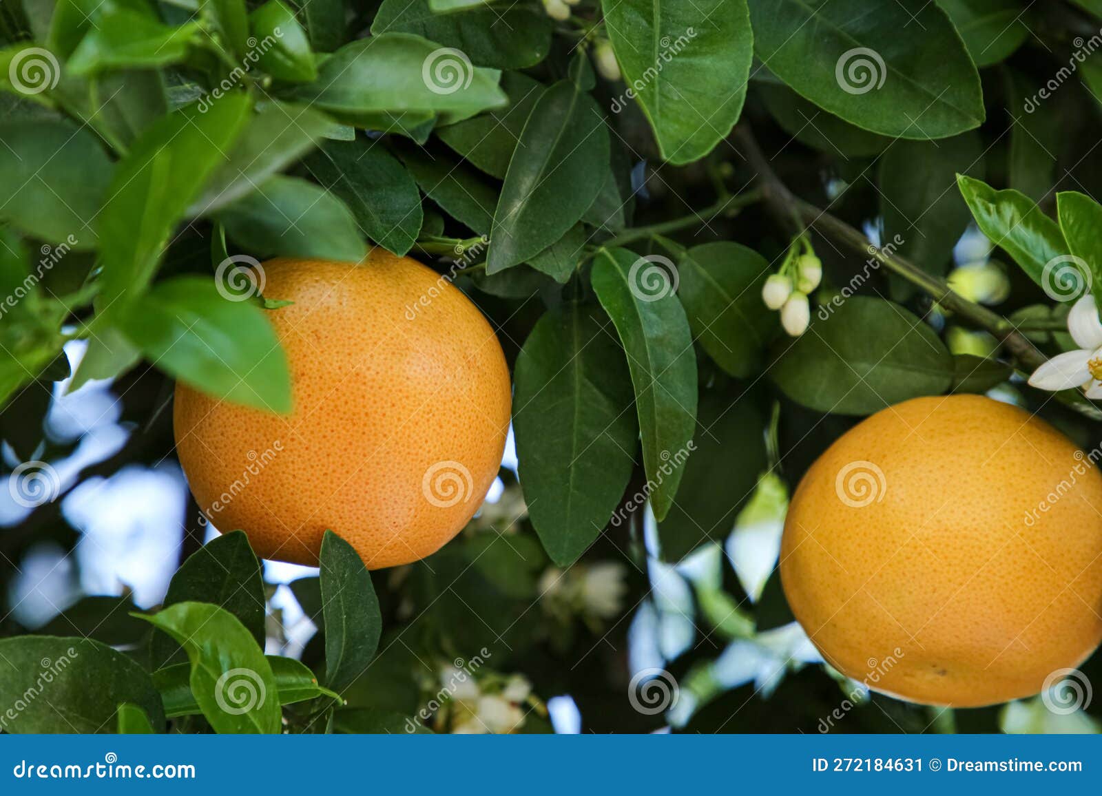 Ripening Grapefruits Growing on Tree in Garden Stock Image - Image of ...