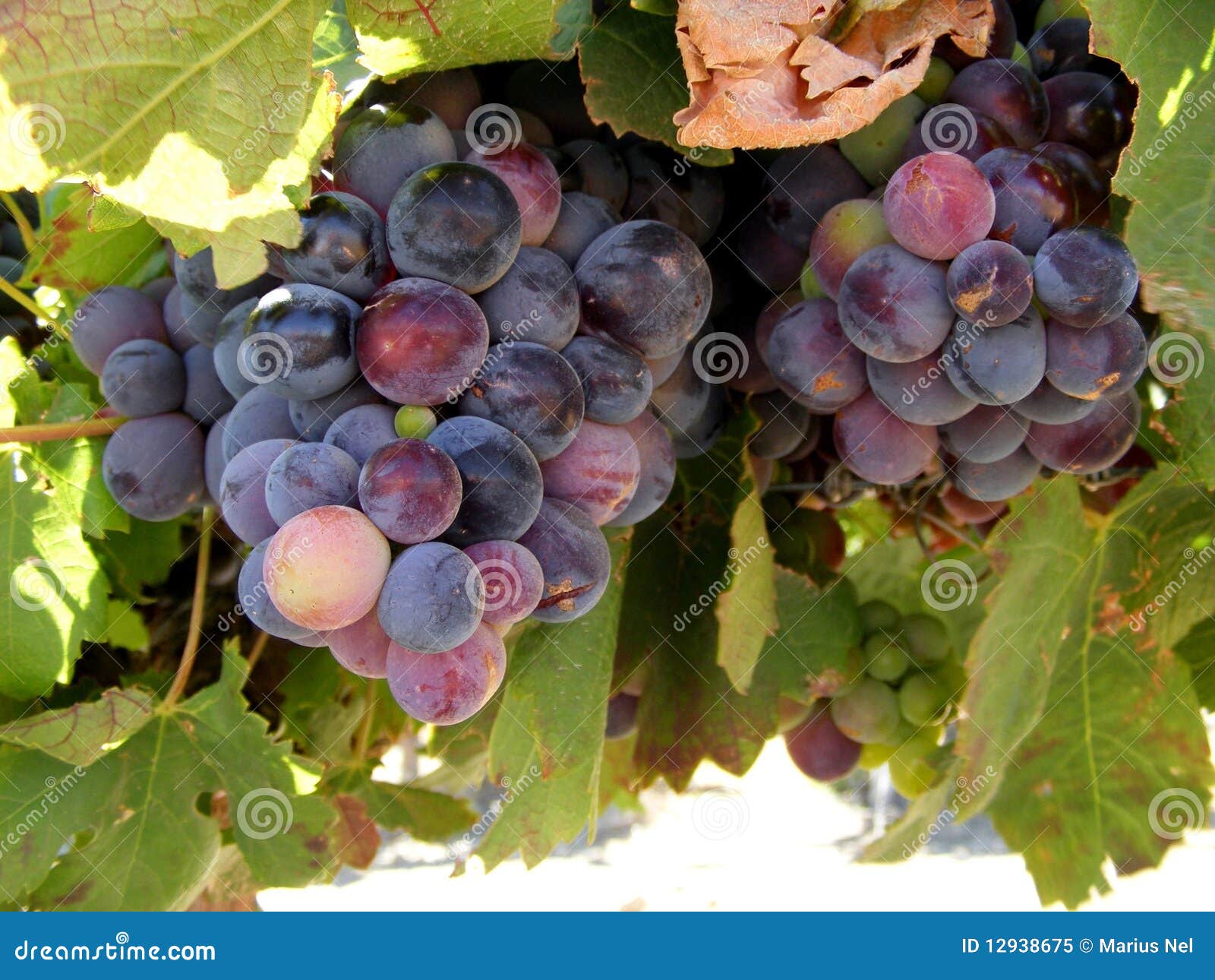 Ripening grapes stock image. Image of farming, macro - 12938675