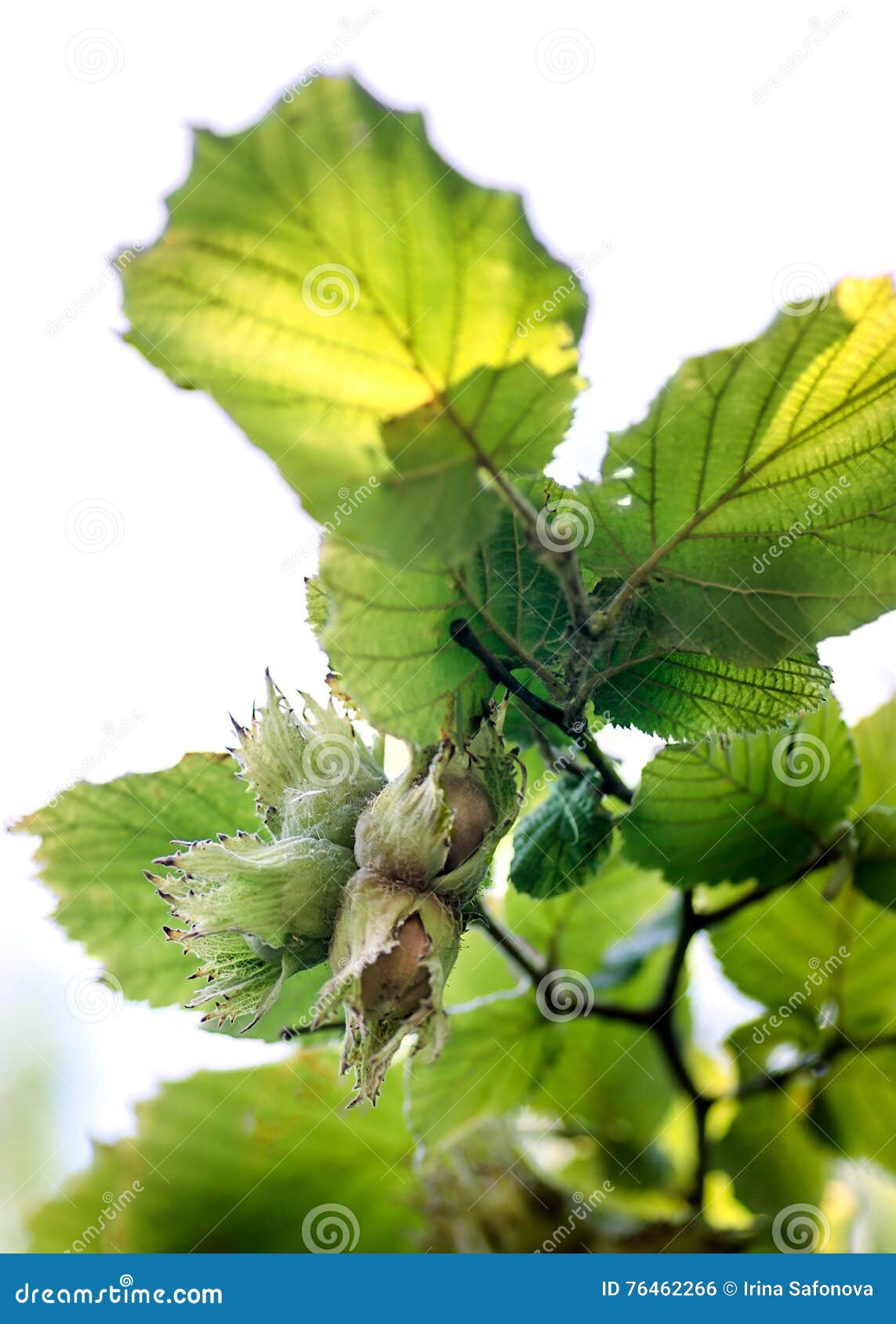 Ripening Hazelnuts on a Branch Stock Photo - Image of hazel, macro ...