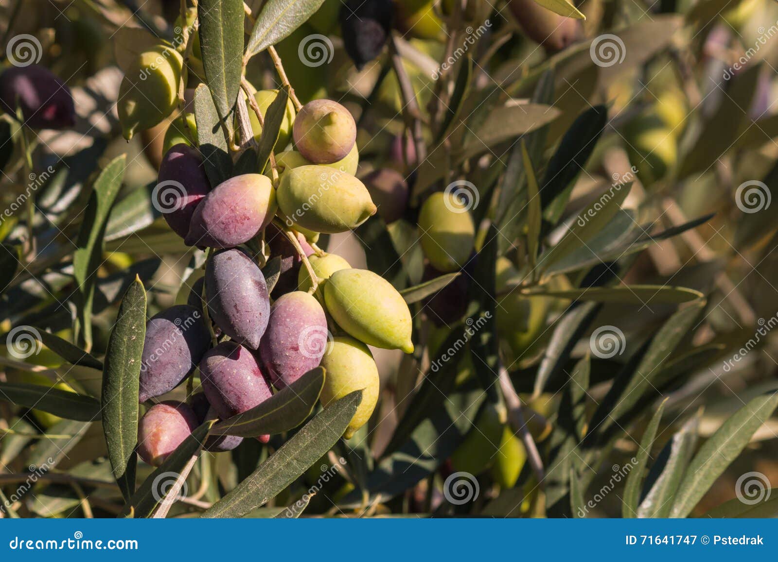 Ripening Kalamata Olives on Olive Tree Stock Image - Image of ripening ...