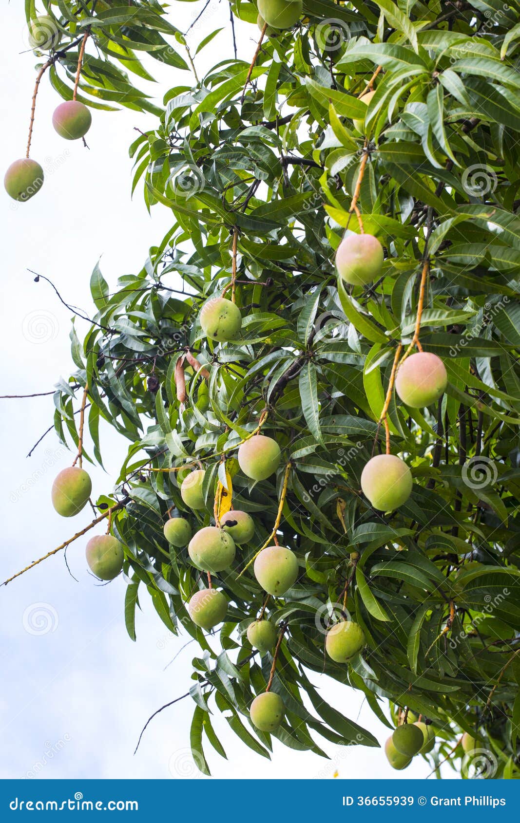 Ripening Mangoes stock image. Image of queensland, leaf - 36655939
