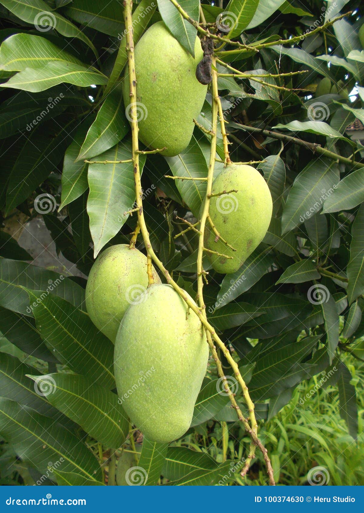 Dry Mangoe Leaves Still Hanging On The Tree Stock Image | CartoonDealer ...