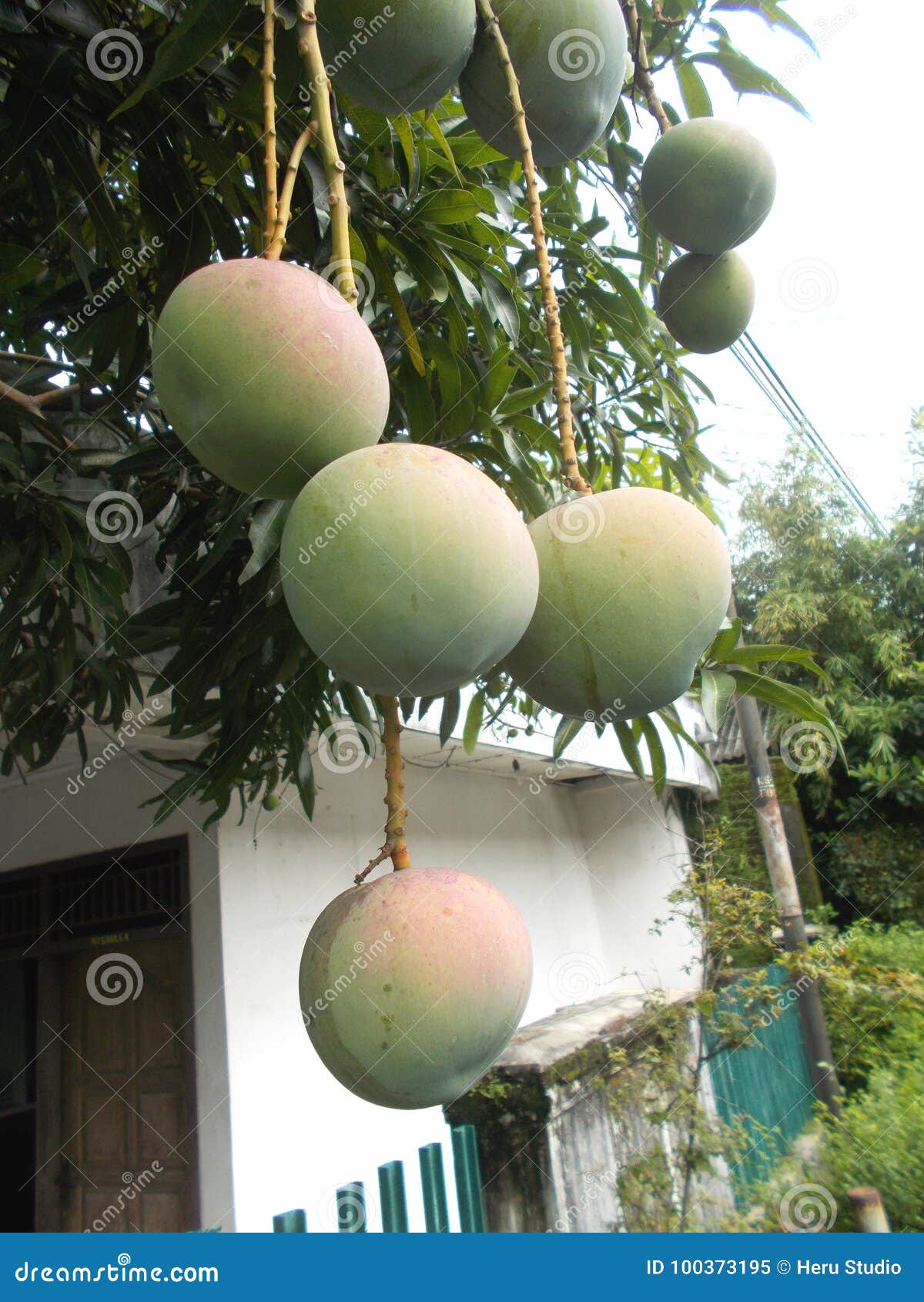 Ripening mangoes on tree 2 stock image. Image of growing - 100373195