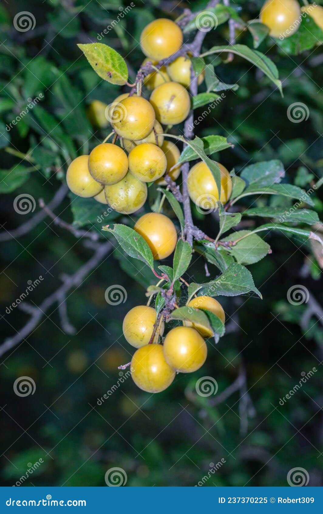 Mirabelle Fruit Stock Image | CartoonDealer.com #29296471