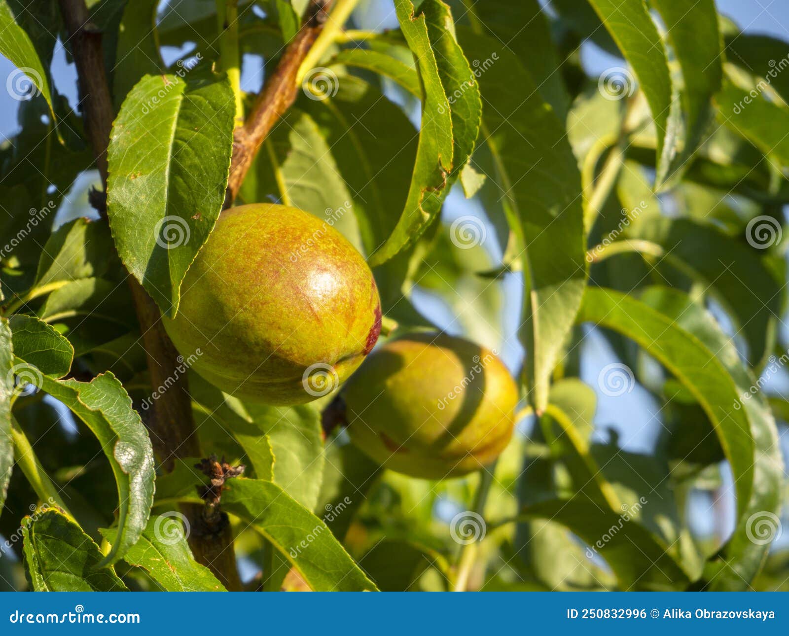 Ripening Nectarine Fruits Prunus Persica on Tree Branches Stock Photo ...
