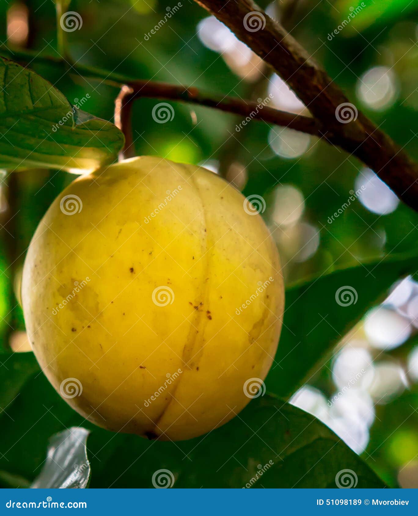 Ripening Nutmeg Fruit in Its Tree Stock Image - Image of cooking, dark ...