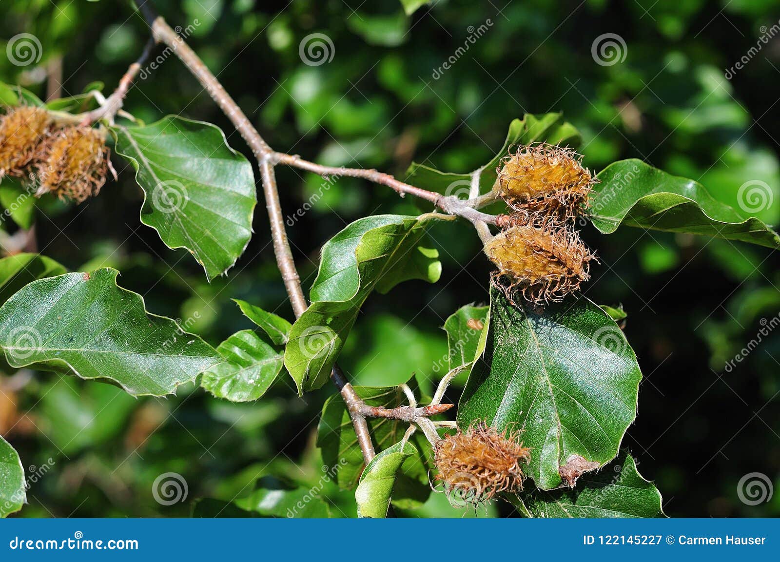 Ripening Nuts of a Beech Tree Stock Image - Image of botany, plant ...