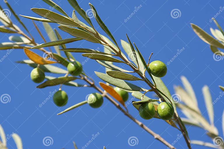 Ripening Olives stock photo. Image of healthy, herb, fruit - 1195364