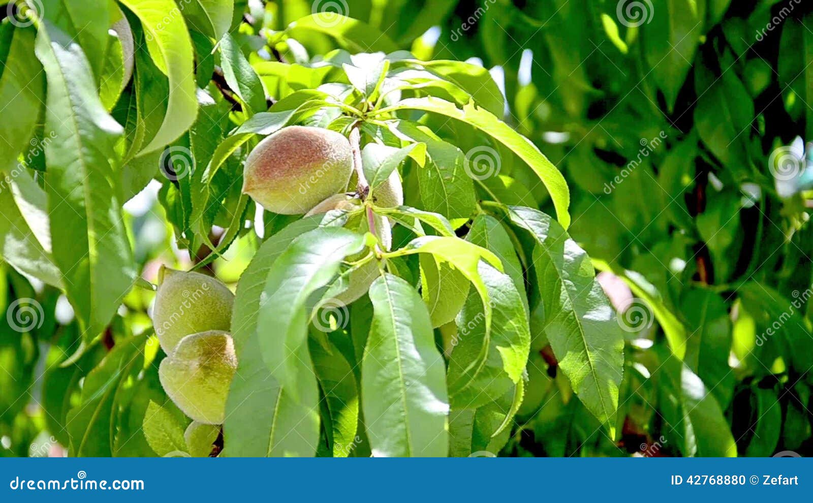 Ripening peach tree stock footage. Video of natural, nature - 42768880