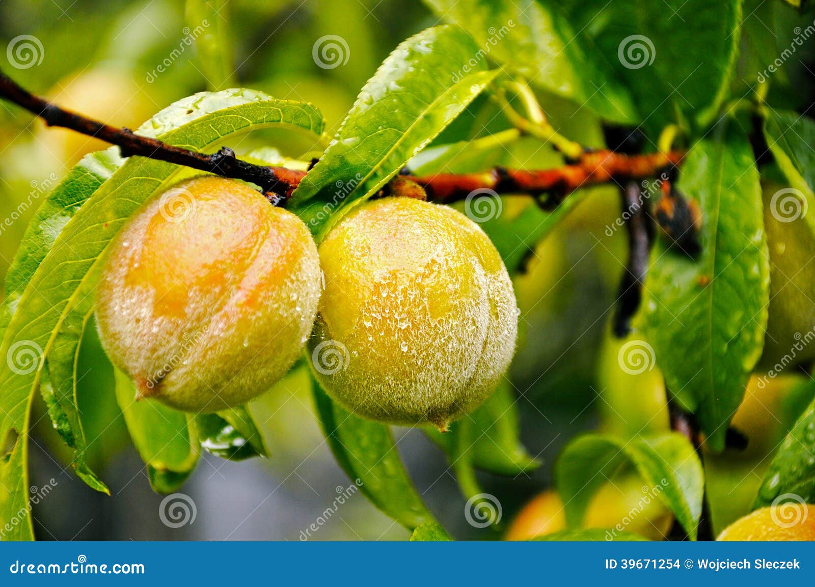 Ripening peaches stock photo. Image of nature, peach - 39671254