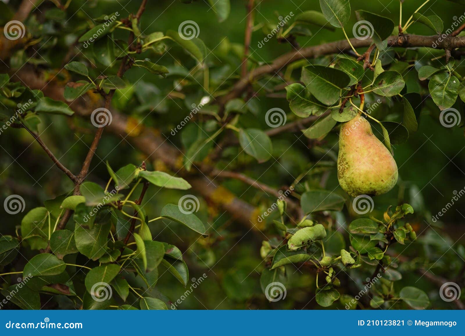 Ripening Pear Fruit Hanging on a Tree Branch Stock Image - Image of ...