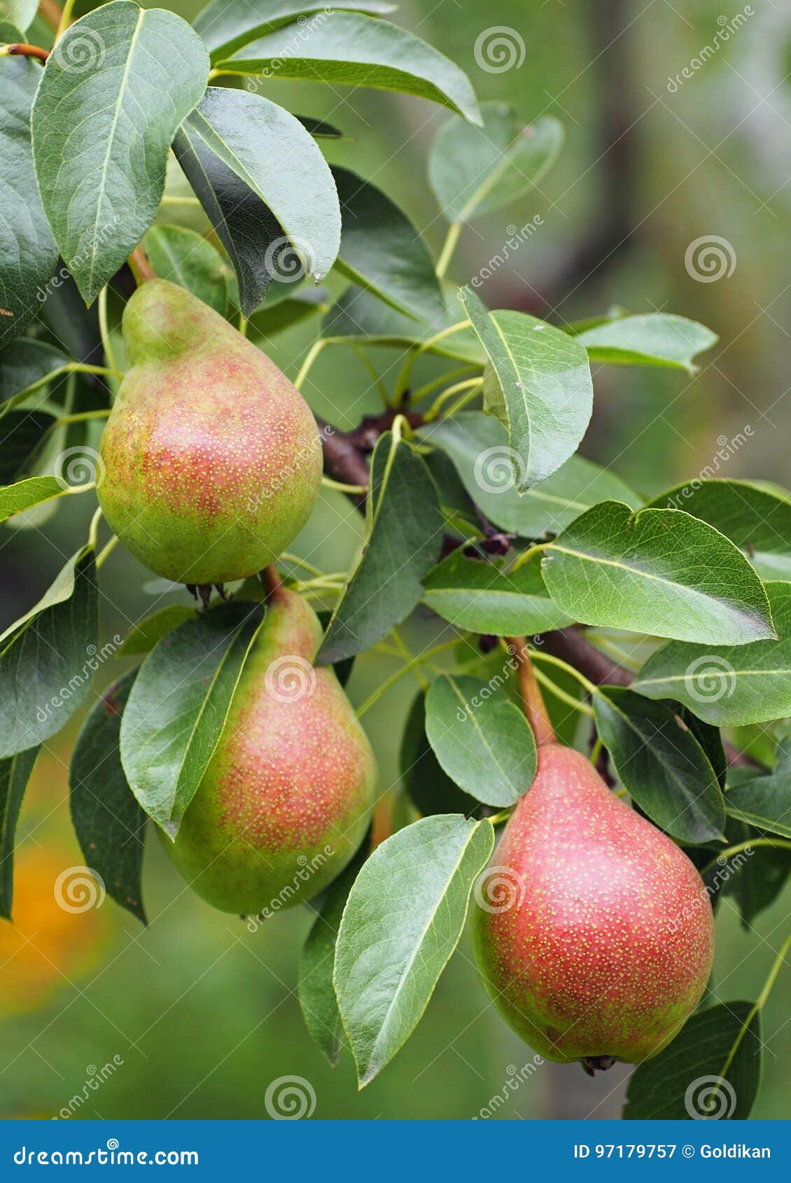 The Ripening Pears on Branches Stock Image - Image of healthy ...