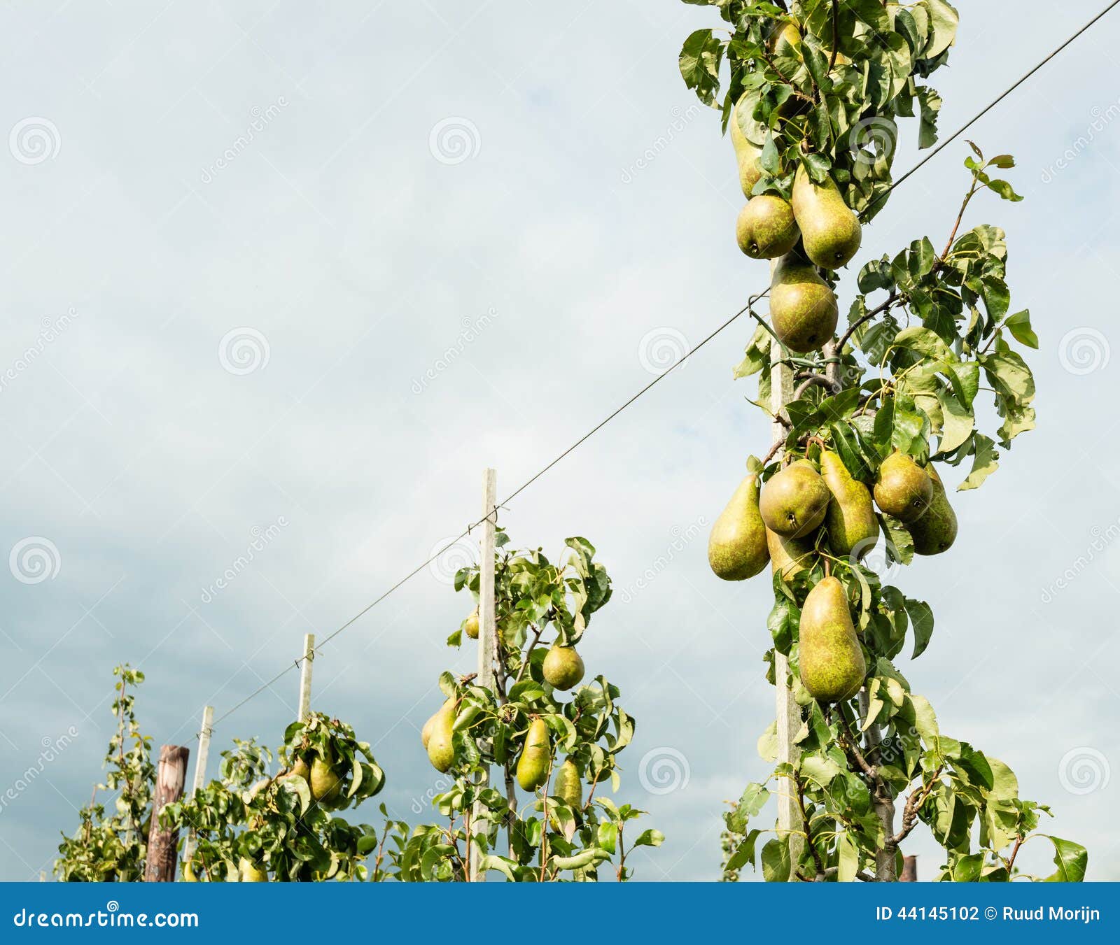 Ripening Pears Hanging on the Trees Stock Photo - Image of harvested ...