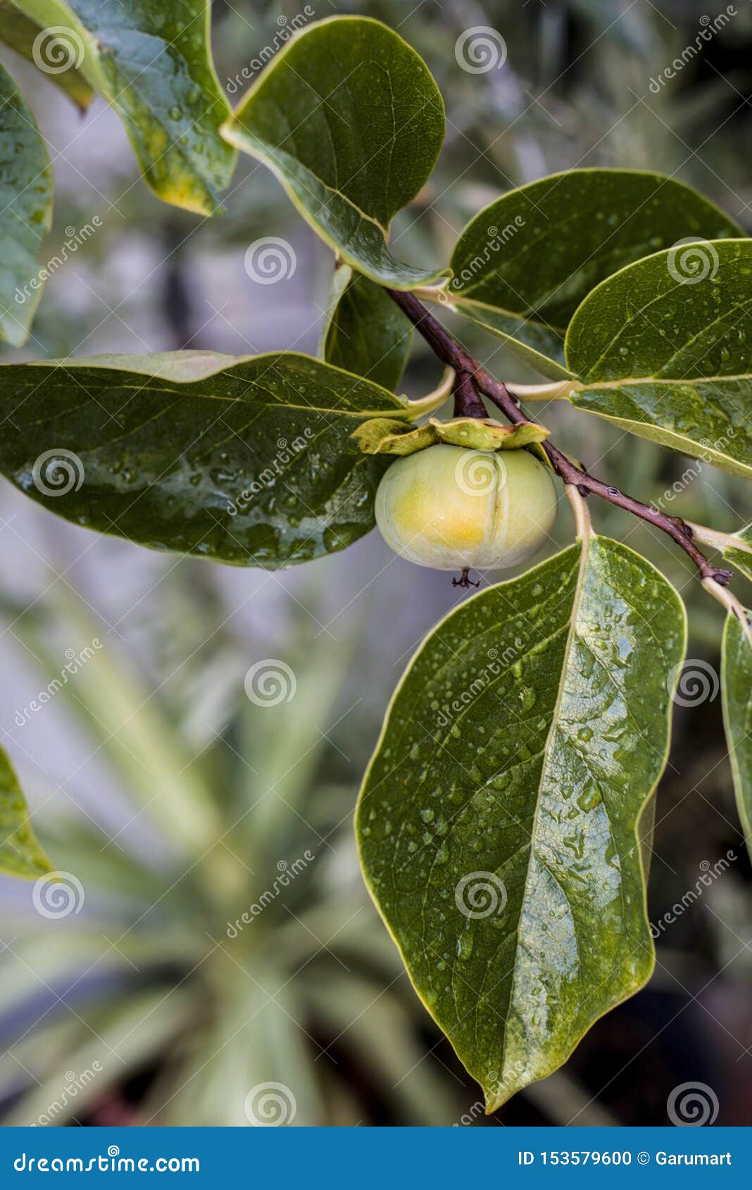 Ripening Persimmon on the Branch with Drops at Leaves Stock Photo ...