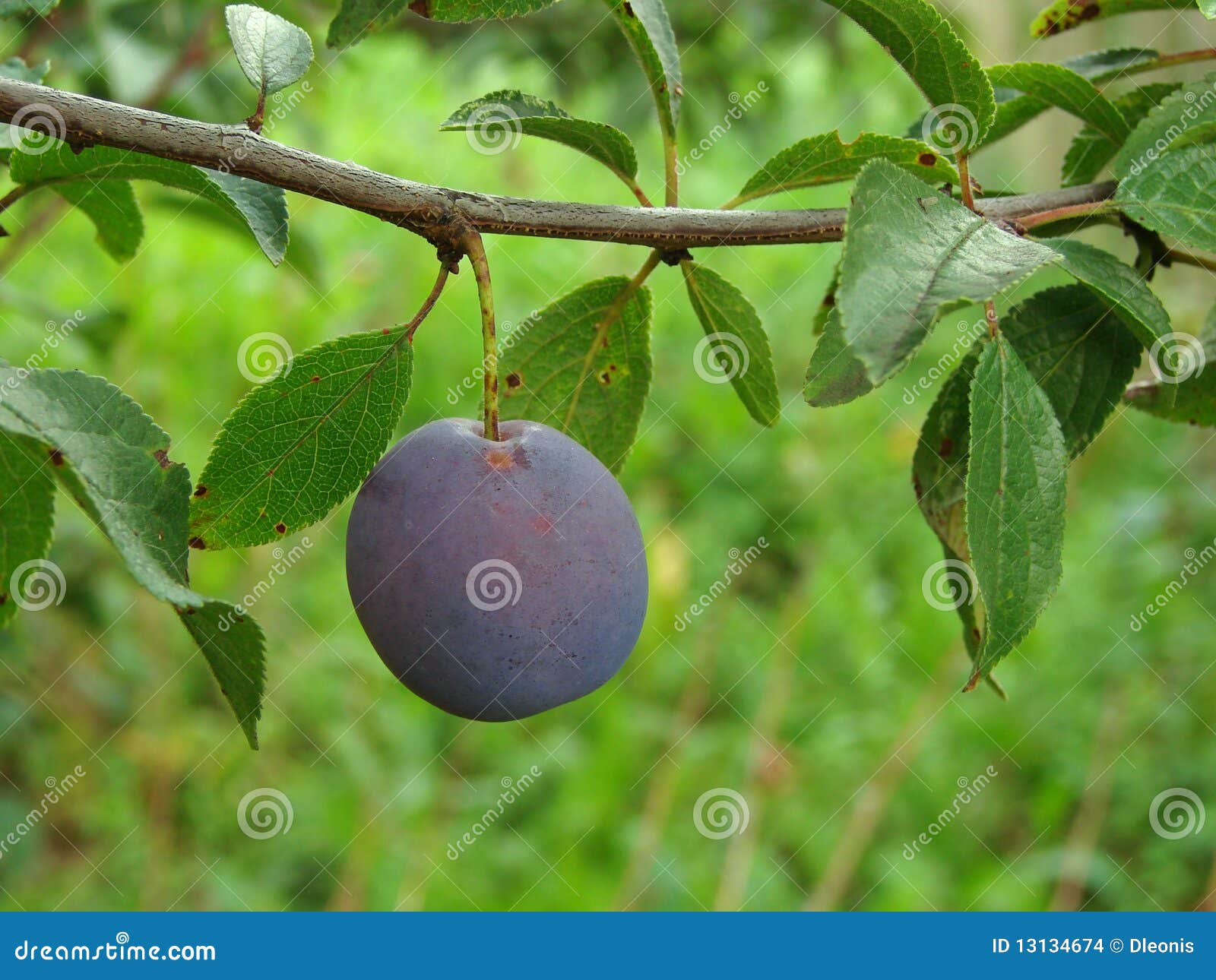 Ripening plum stock photo. Image of farmland, tree, plant - 13134674
