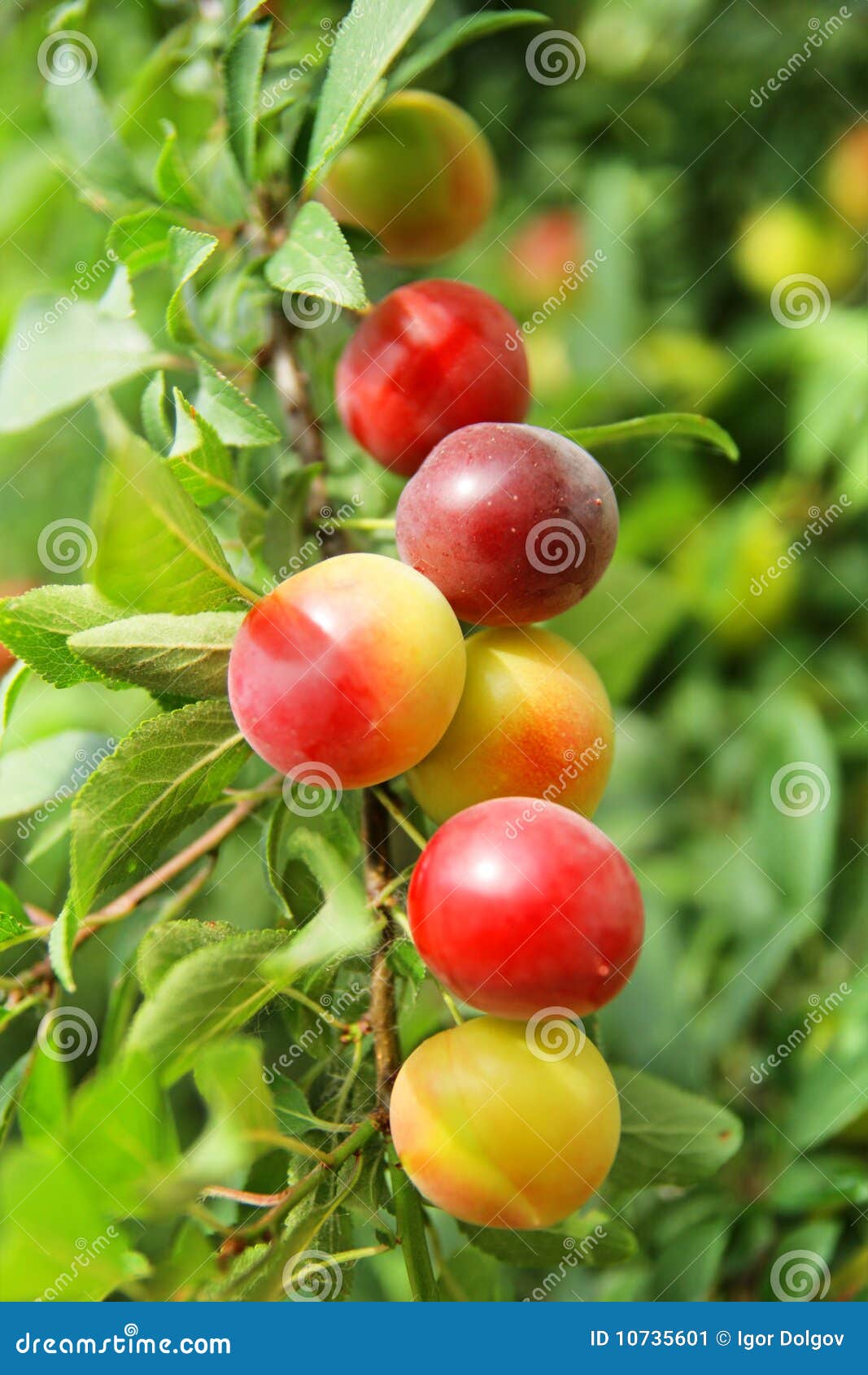 Ripening plums stock image. Image of dessert, good, season - 10735601