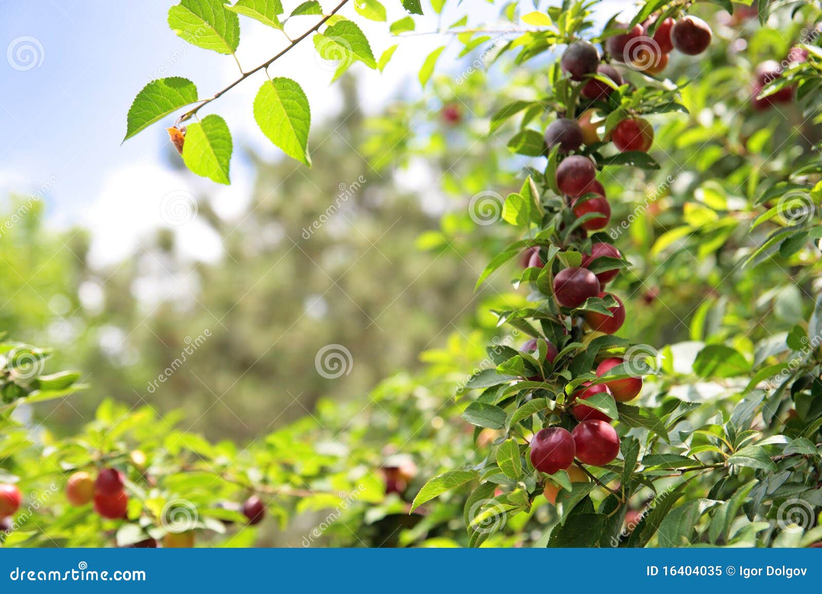 Ripening plums stock image. Image of savoury, fruitage - 16404035