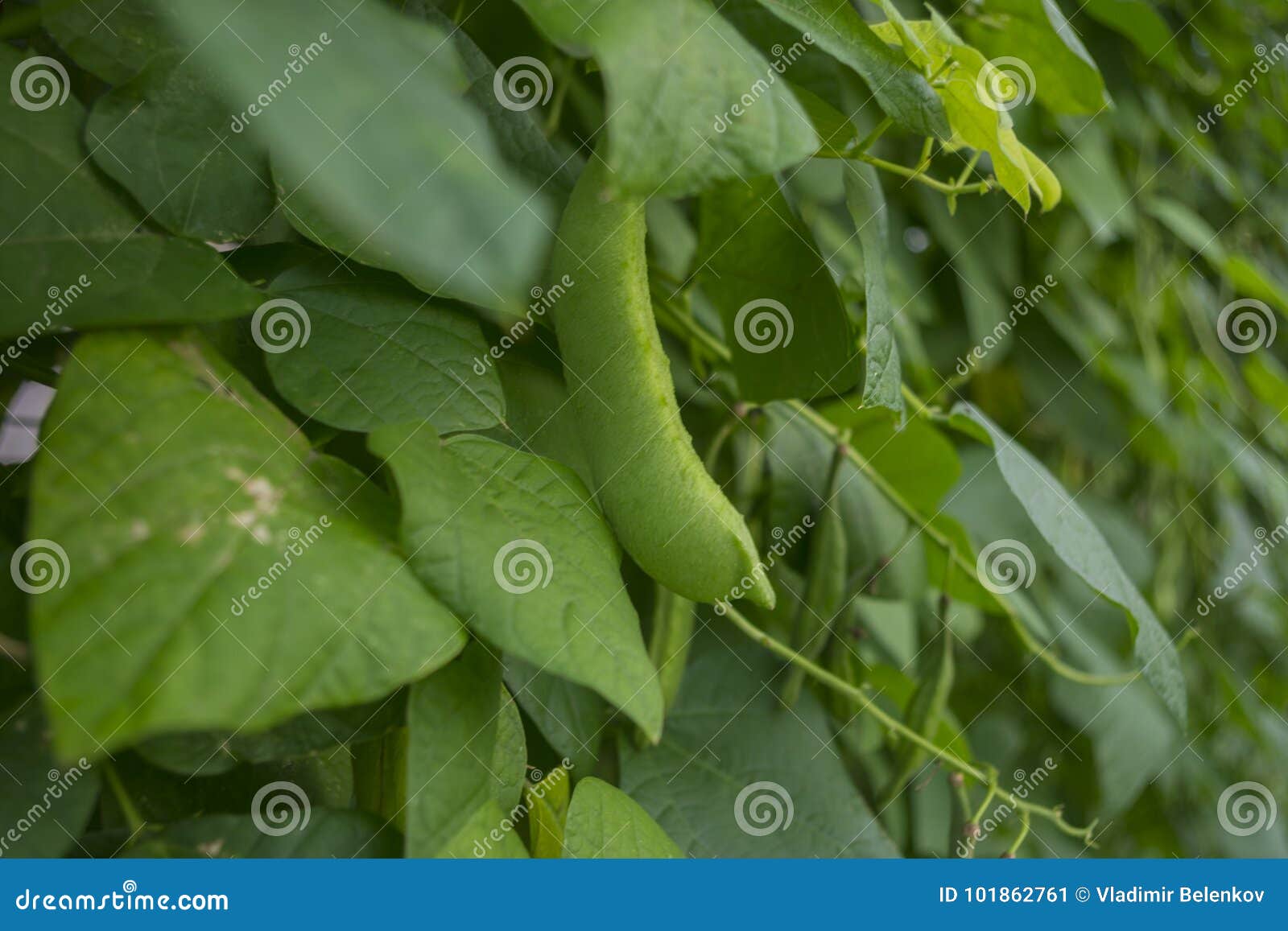 Ripening Pod of String Bean Stock Image - Image of garden, nature ...