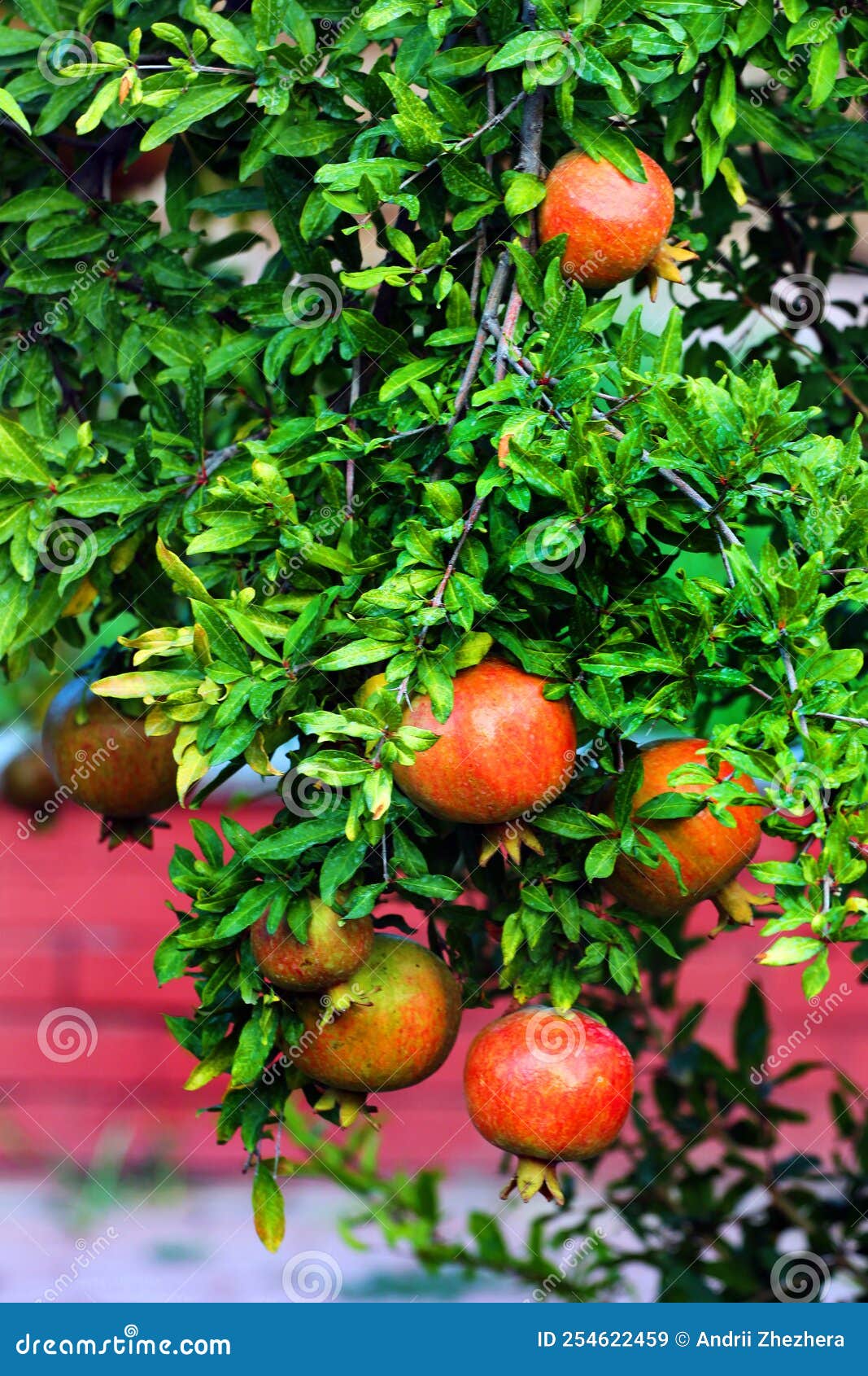 Ripening Pomegranates on a Tree Branch Stock Image - Image of fruit ...