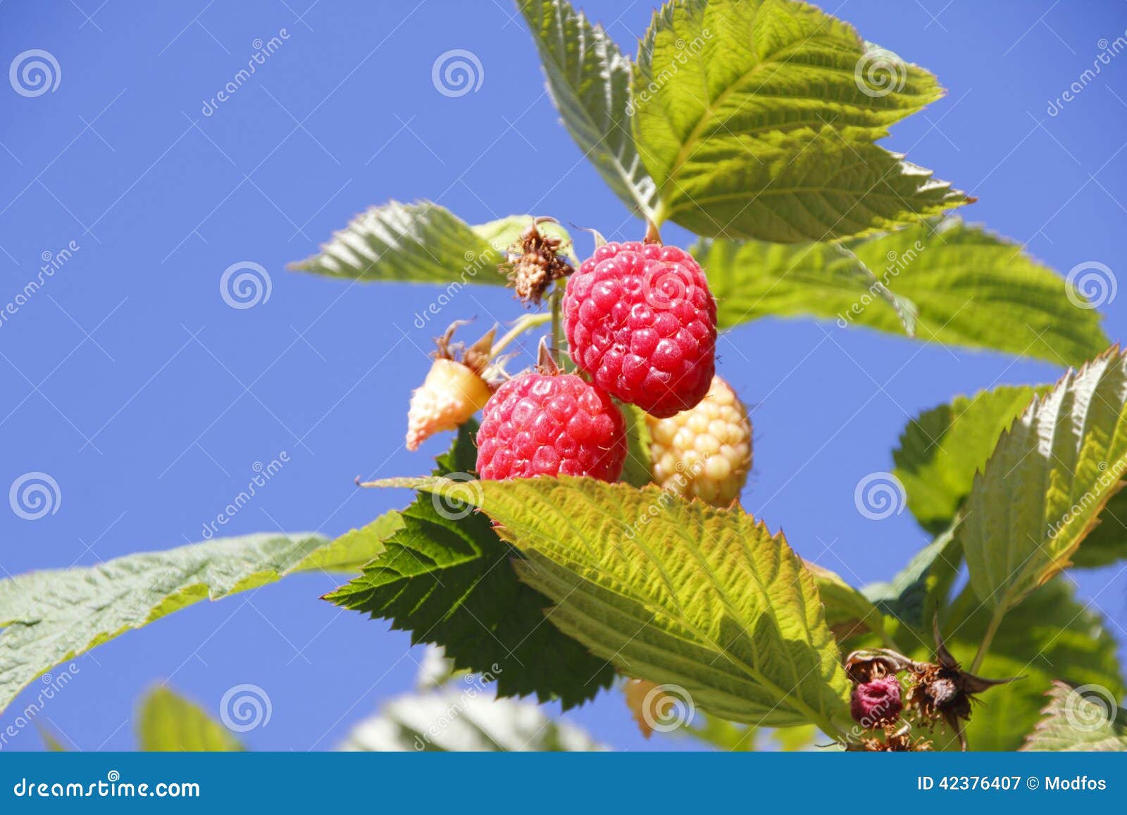 Ripening Raspberries stock image. Image of raspberries - 42376407