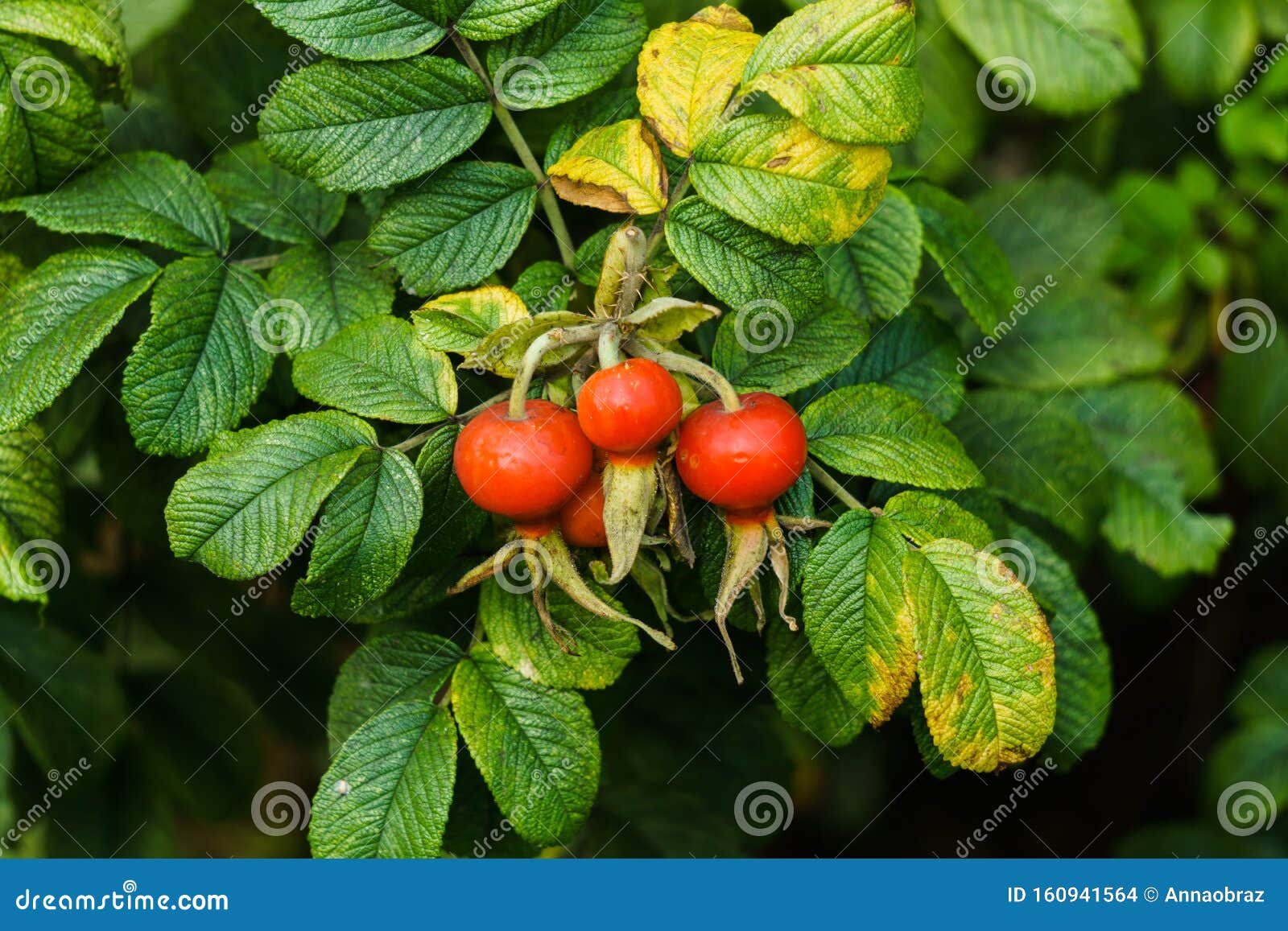 Ripening Red Rose Hips on a Branch in a Park Stock Photo - Image of ...