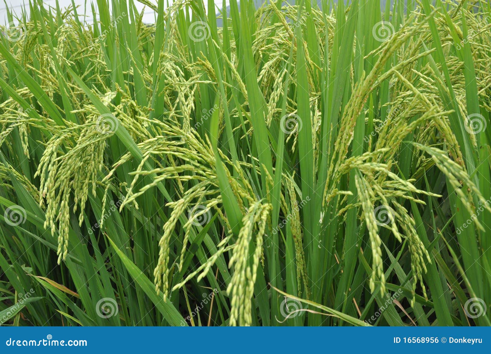 Ripening rice stock photo. Image of scene, growth, nature - 16568956