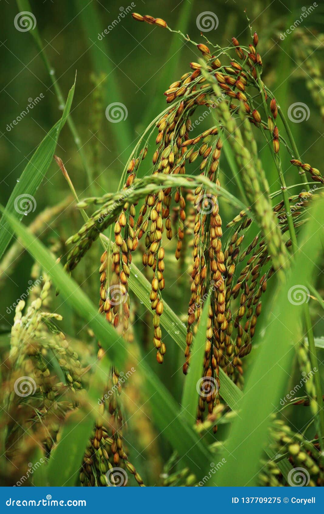 Stalk of Ripening Rice Paddy Ears Stock Image - Image of rice ...