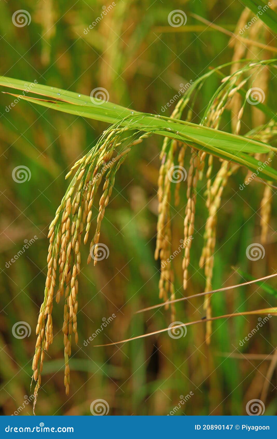 Ripening Rice in a Paddy Field Stock Image - Image of cereal, crop ...