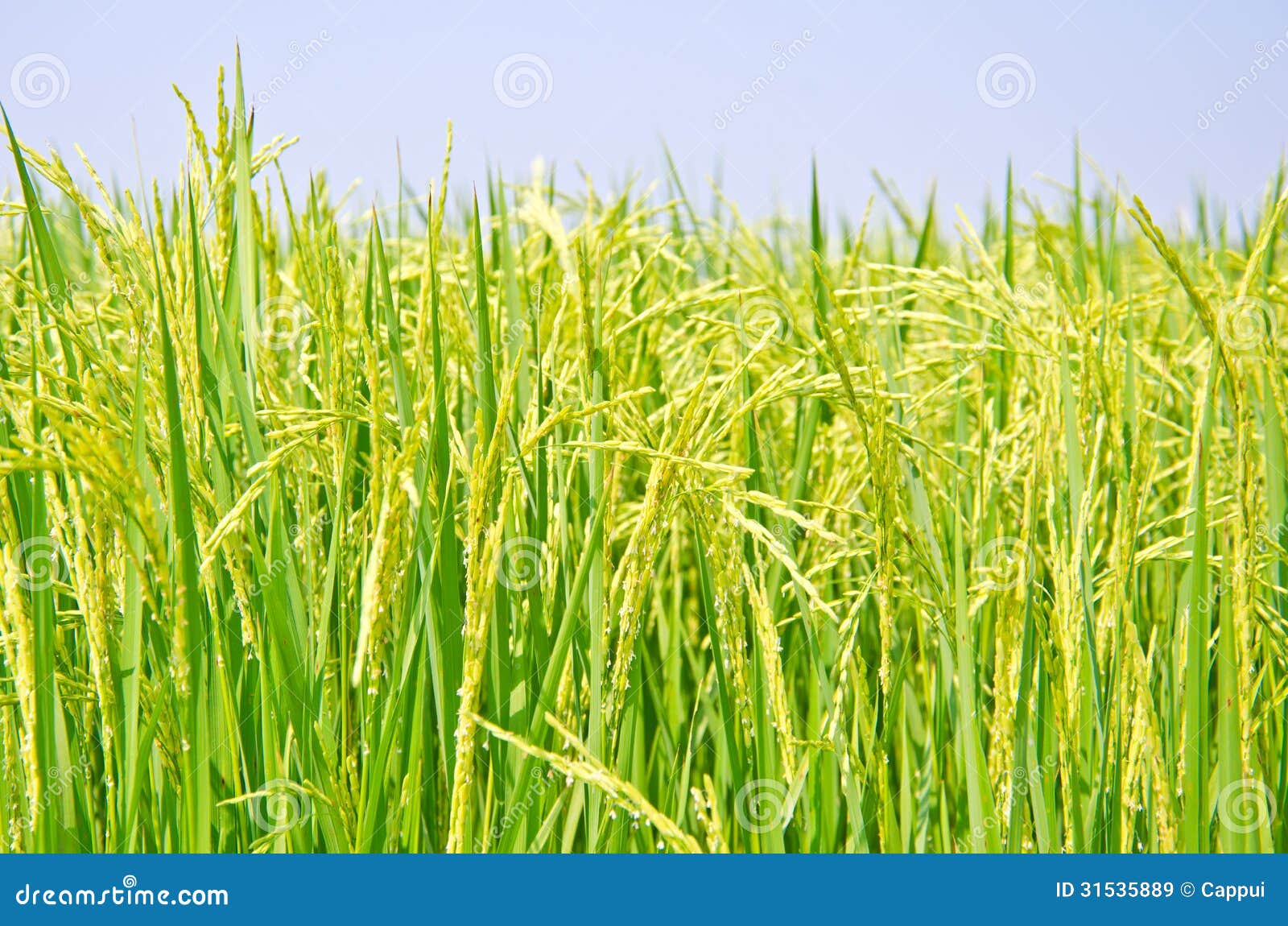 Ripening rice stock image. Image of leaves, closeup, farmland - 31535889