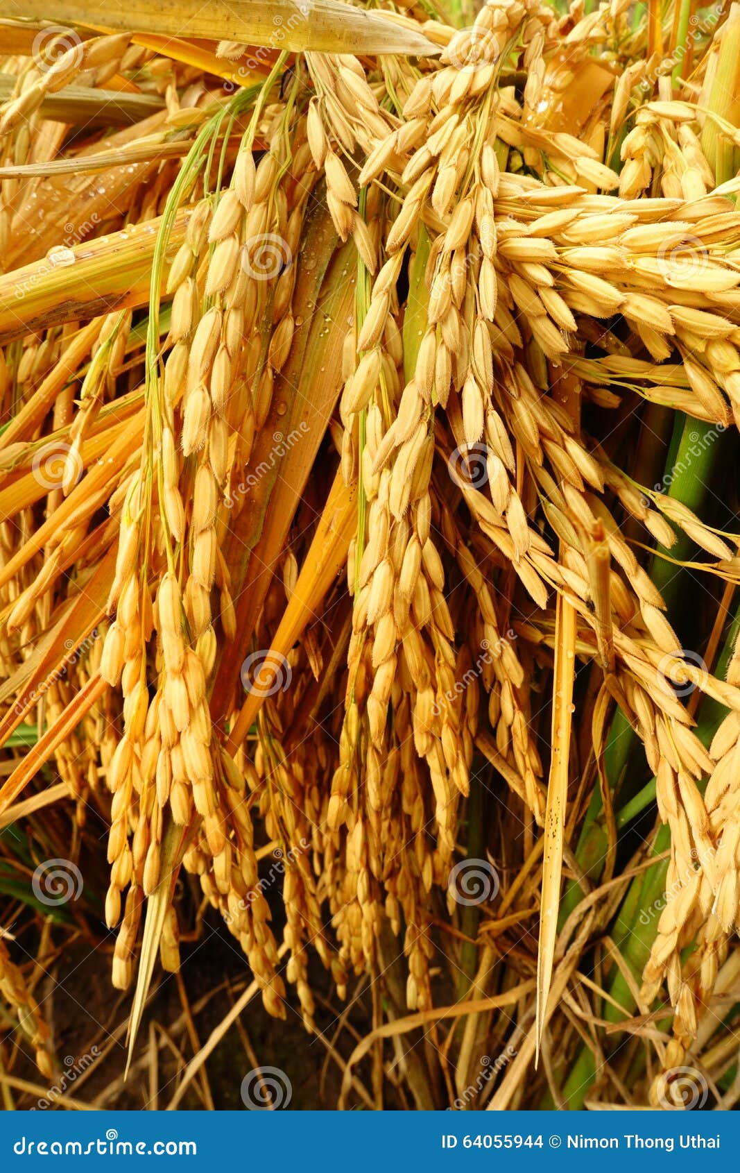Ripening Rice in a Paddy Field Stock Photo - Image of green, harvest ...