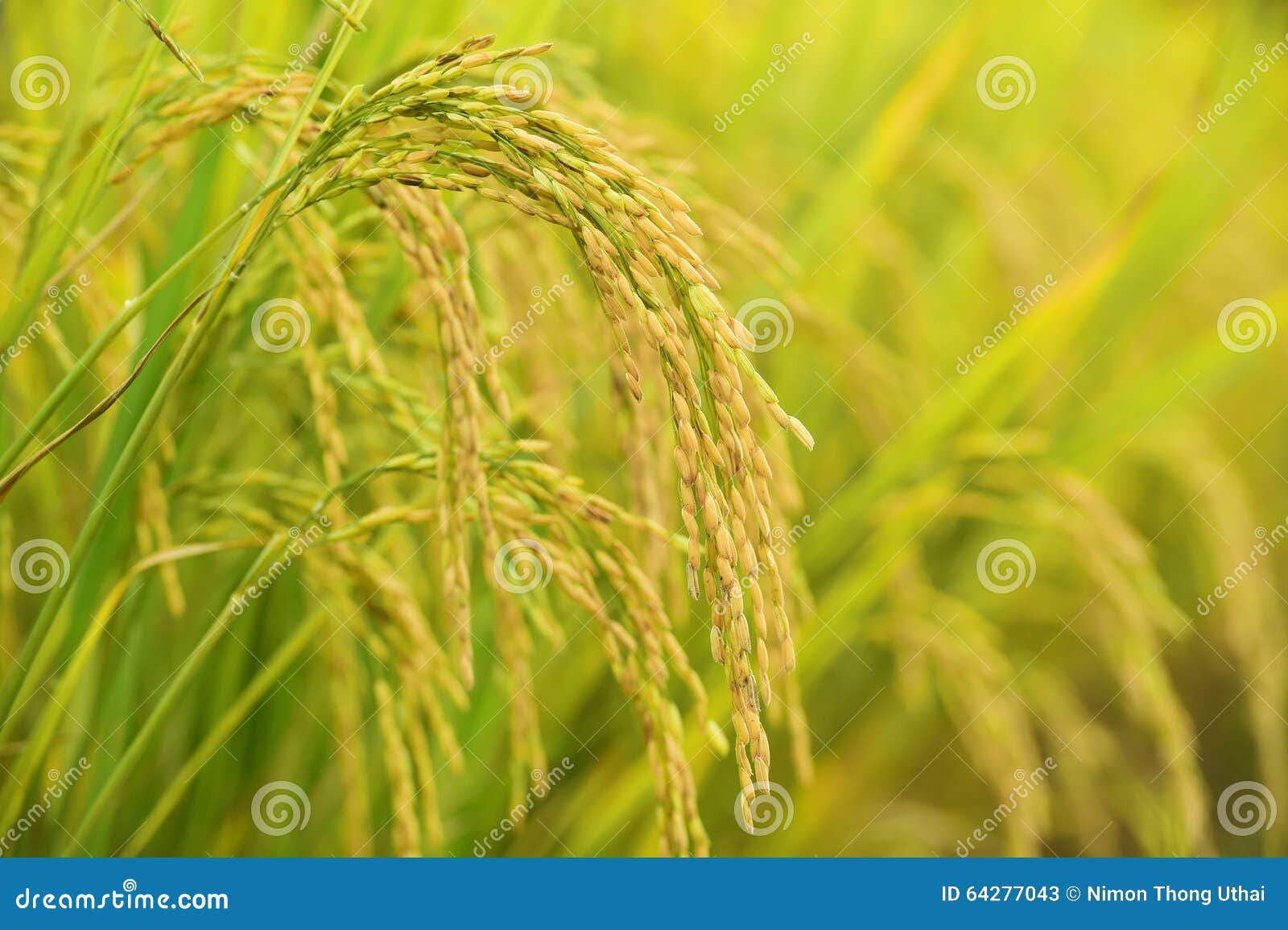Ripening Rice in a Paddy Field Stock Image - Image of detail, macro ...
