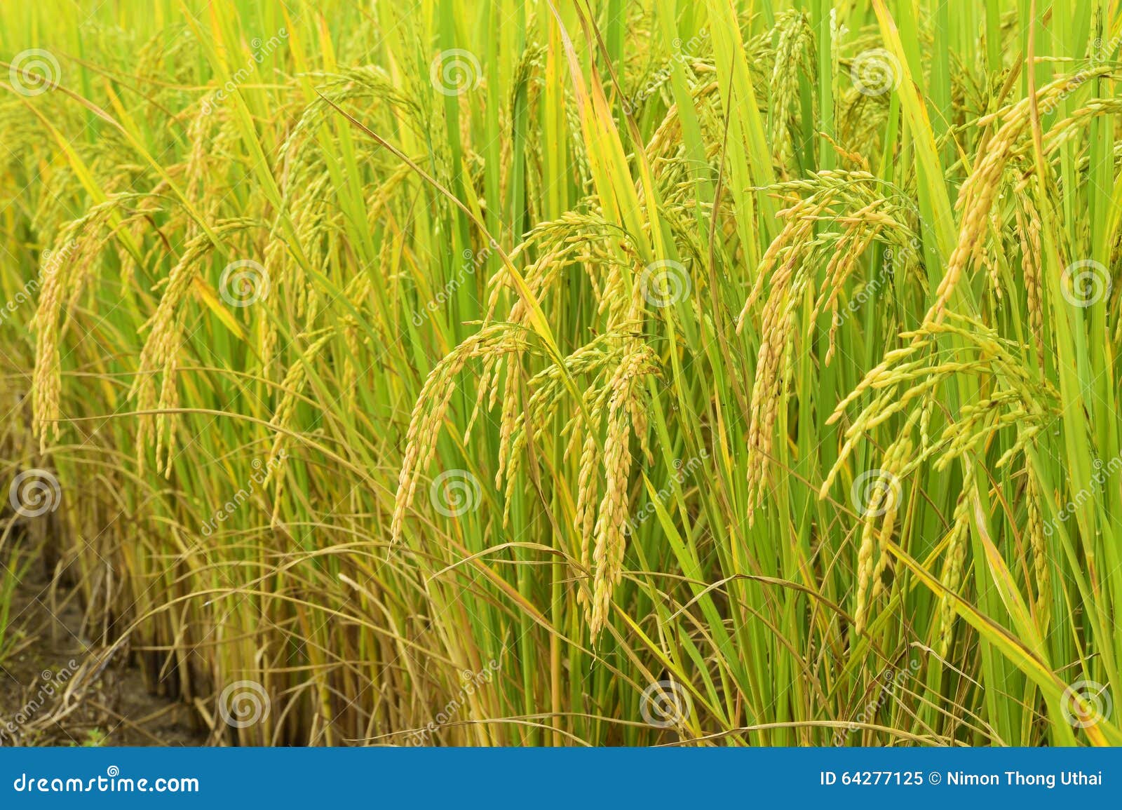 Ripening Rice in a Paddy Field Stock Image - Image of food, paddy: 64277125