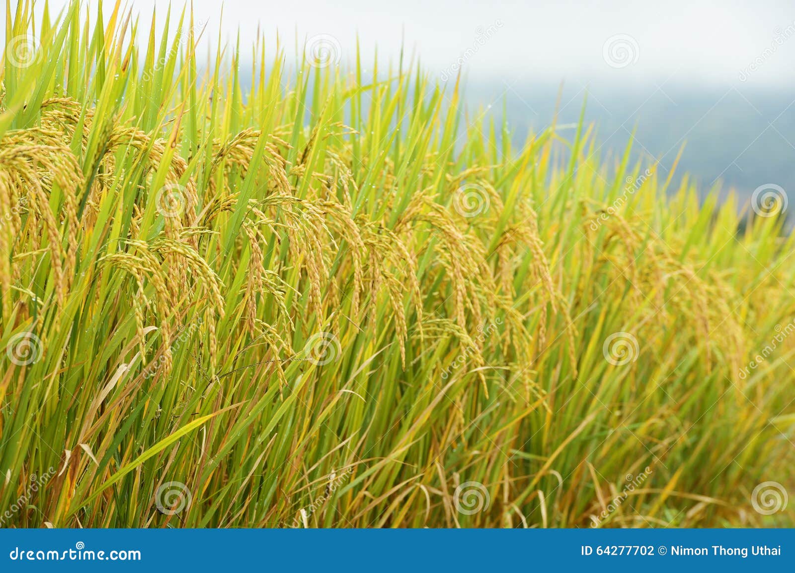 Ripening Rice in a Paddy Field Stock Photo - Image of gold, asian: 64277702