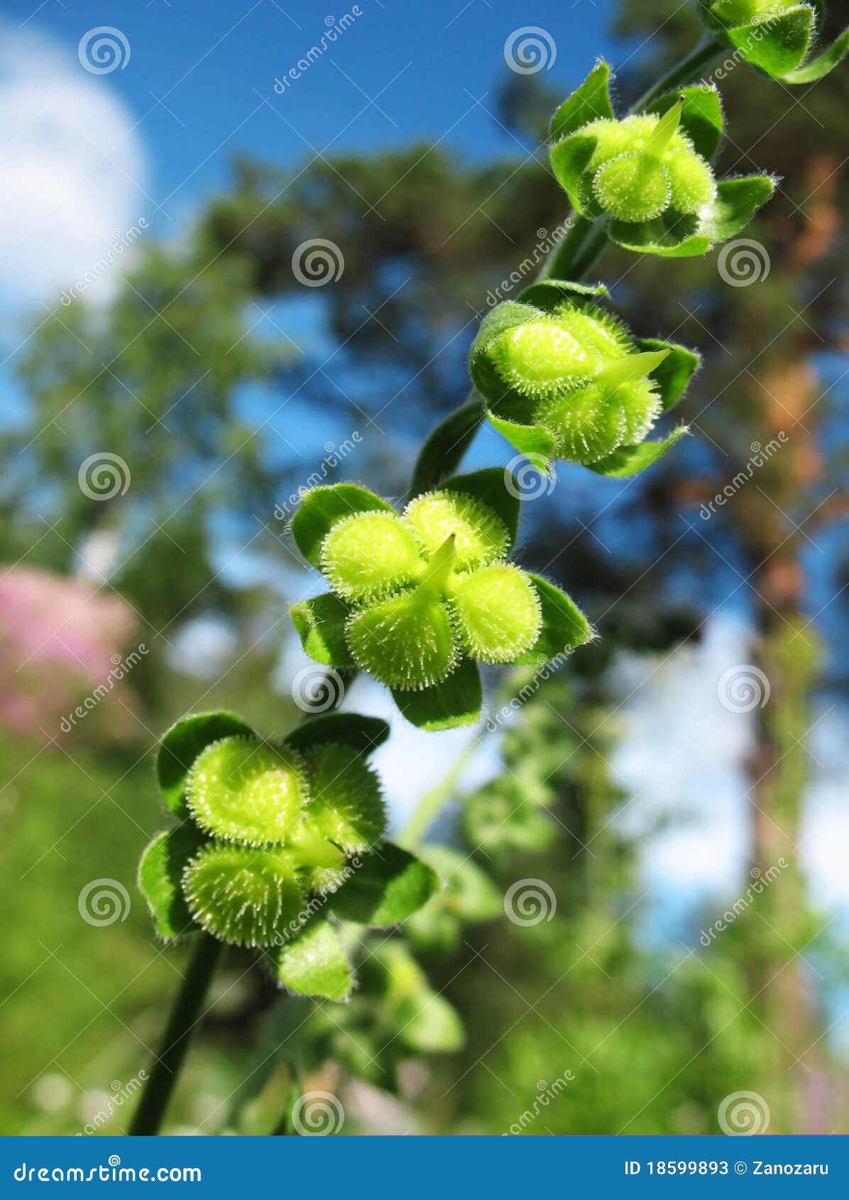 Ripening Seeds Lungwort (Pulmonaria) Stock Image - Image of plants ...