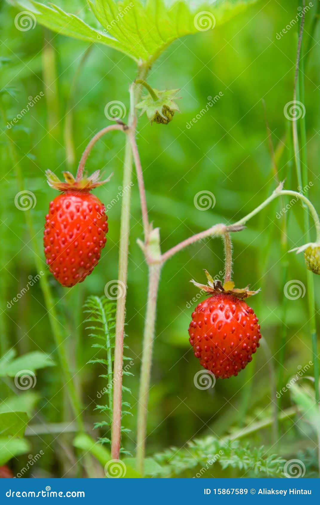 Ripening strawberry stock image. Image of flower, berry - 15867589