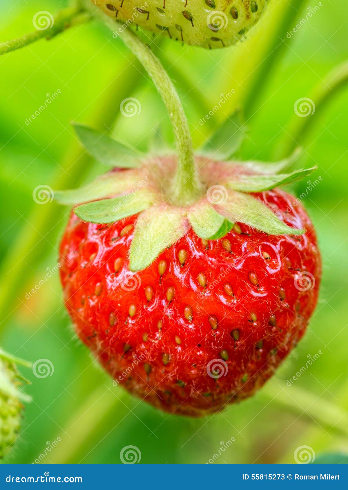 Ripening strawberry stock image. Image of outdoor, harvesting - 55815273