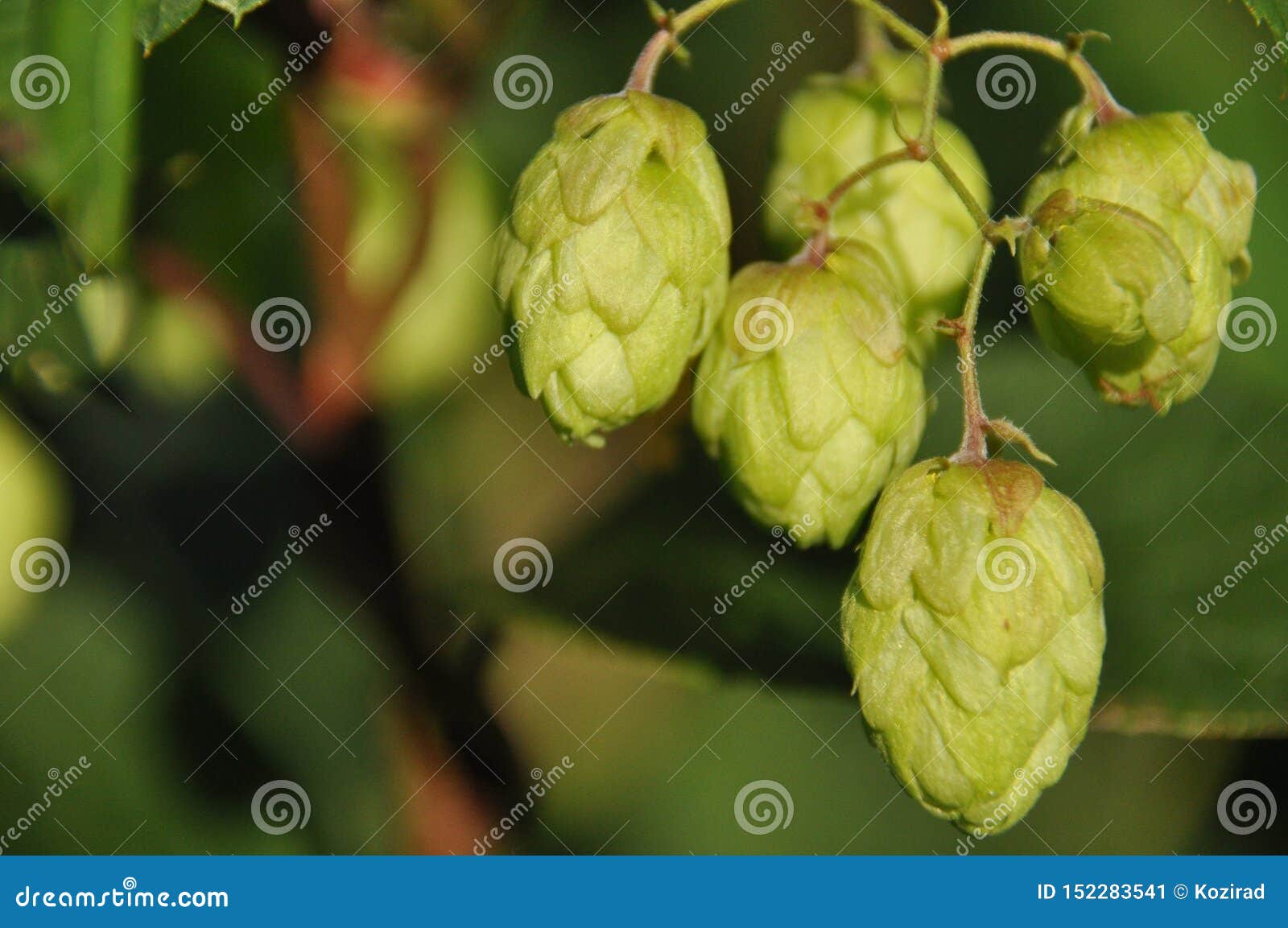 Ripening in the Sun Hops. Product for Beer Production Stock Image ...