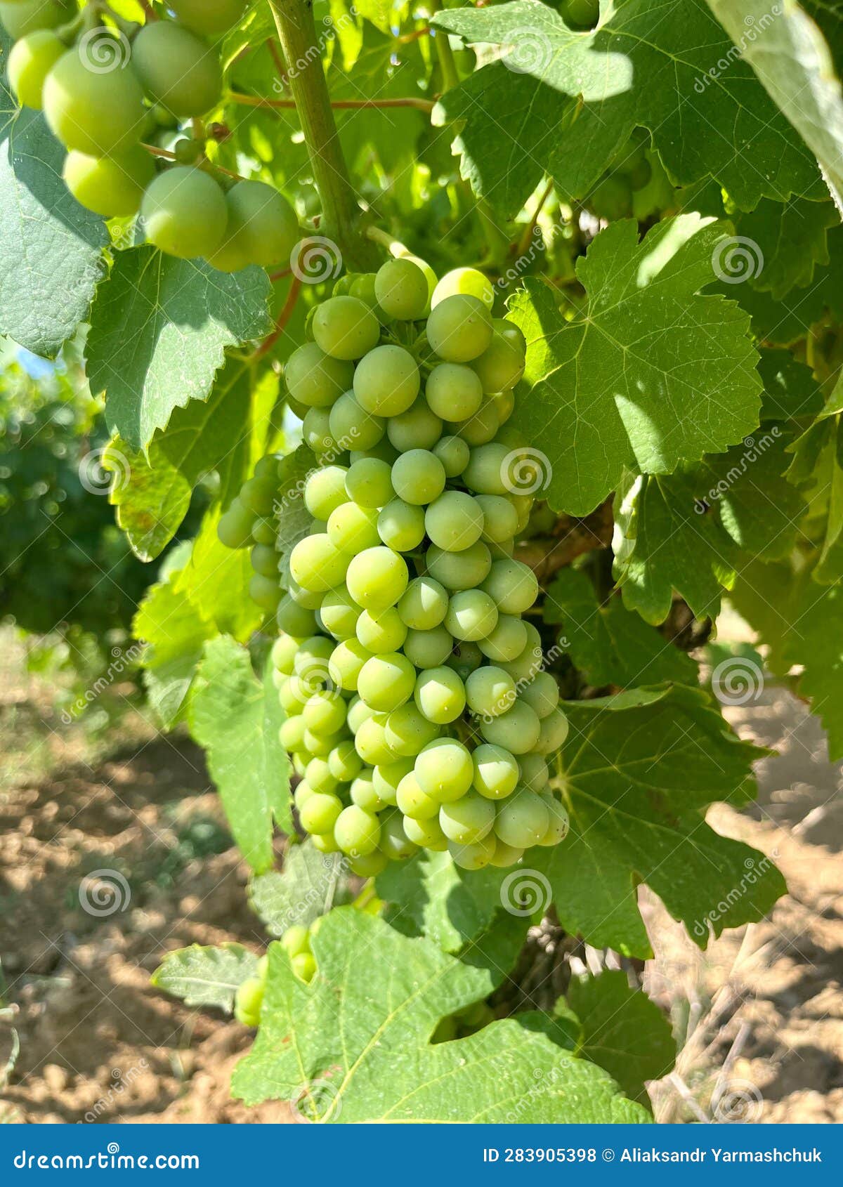 Ripening Vitis Vinifera Grapes on the Field Stock Photo - Image of ...