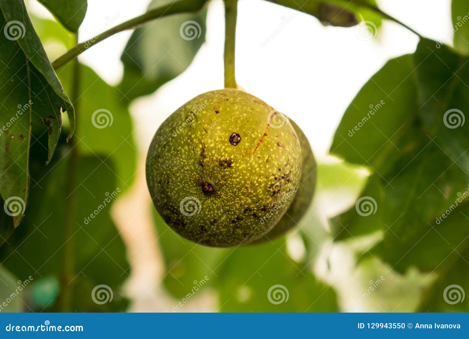 Ripening Walnut. Green Tree Fruit in the Shape of a Ball. August Stock ...