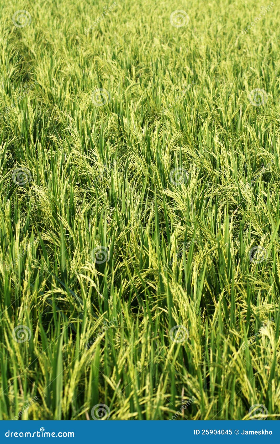 Ripening Wet Paddy stock image. Image of cultivate, land - 25904045