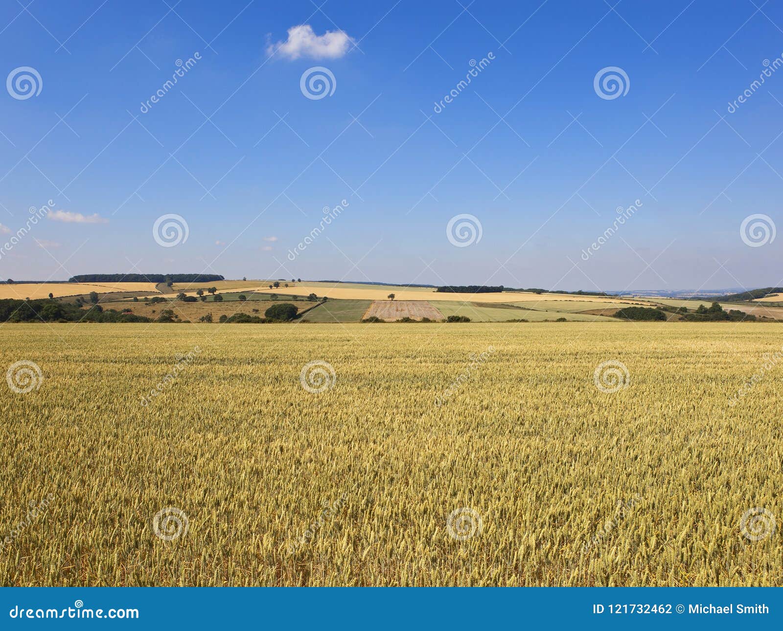 Ripening Wheat Fields in a Patchwork Farming Landscape Stock Photo - Image of farmland ...