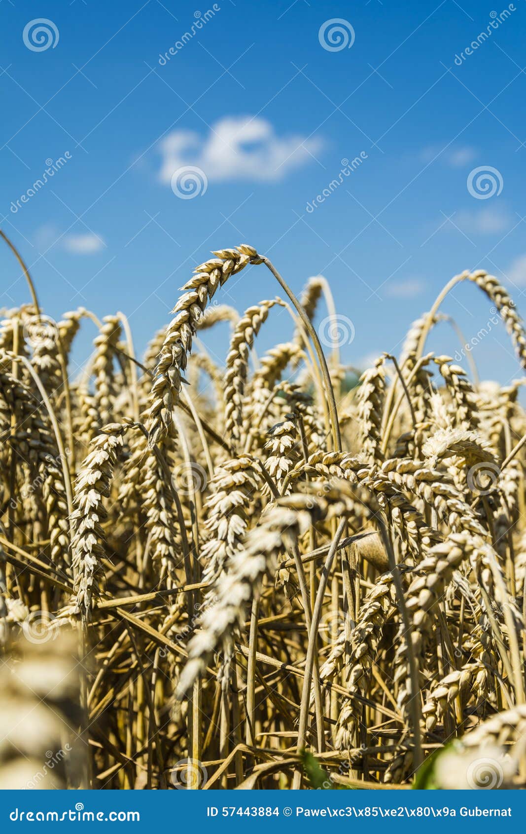 Ripening wheat stock photo. Image of triticum, grain - 57443884