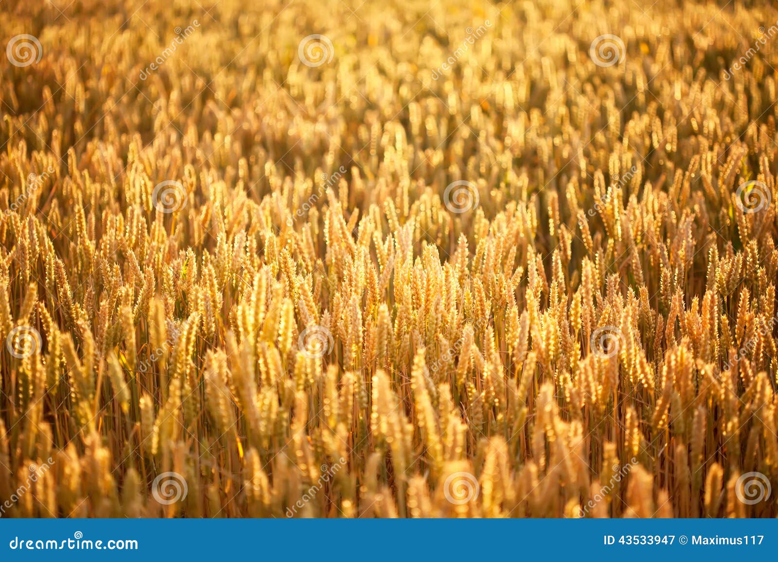 Ripening Wheat and Sunrise Sky Stock Image - Image of blue, meadow ...