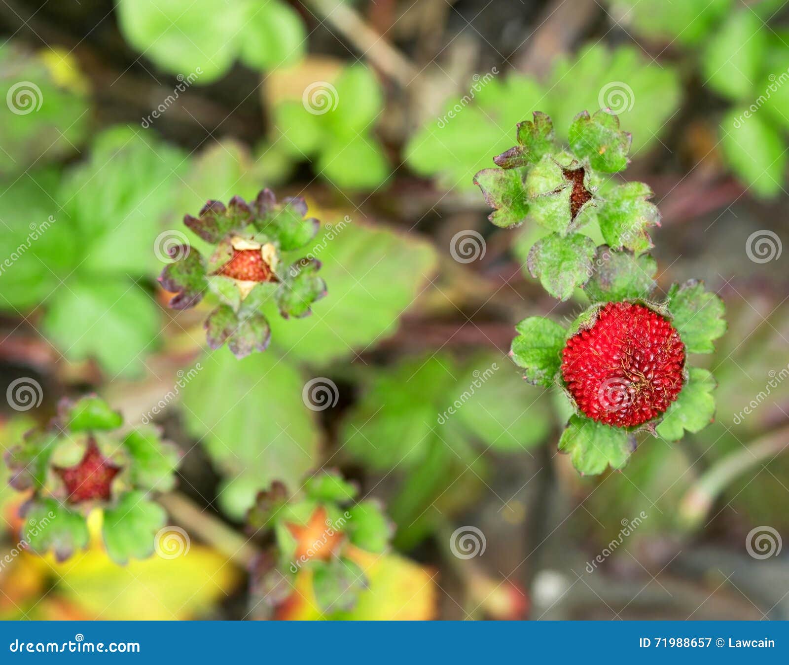 Ripening Wild Strawberries stock image. Image of wild - 71988657