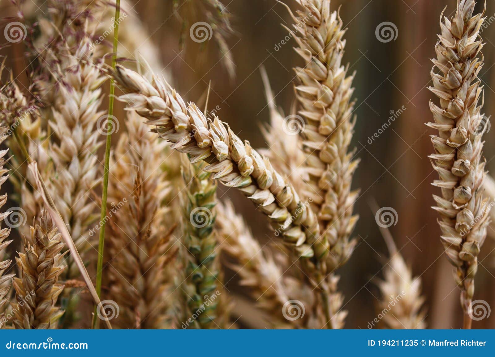 Ripes of Wheat in a Wheat Field Stock Image - Image of harvesting ...