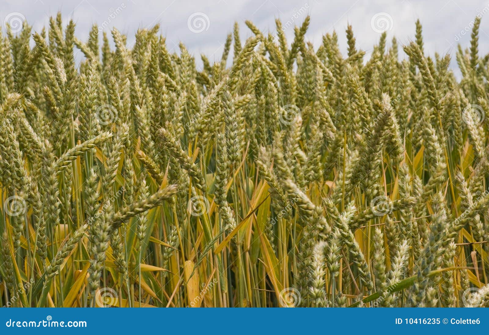 Riping grain stock image. Image of field, growing, agriculture - 10416235