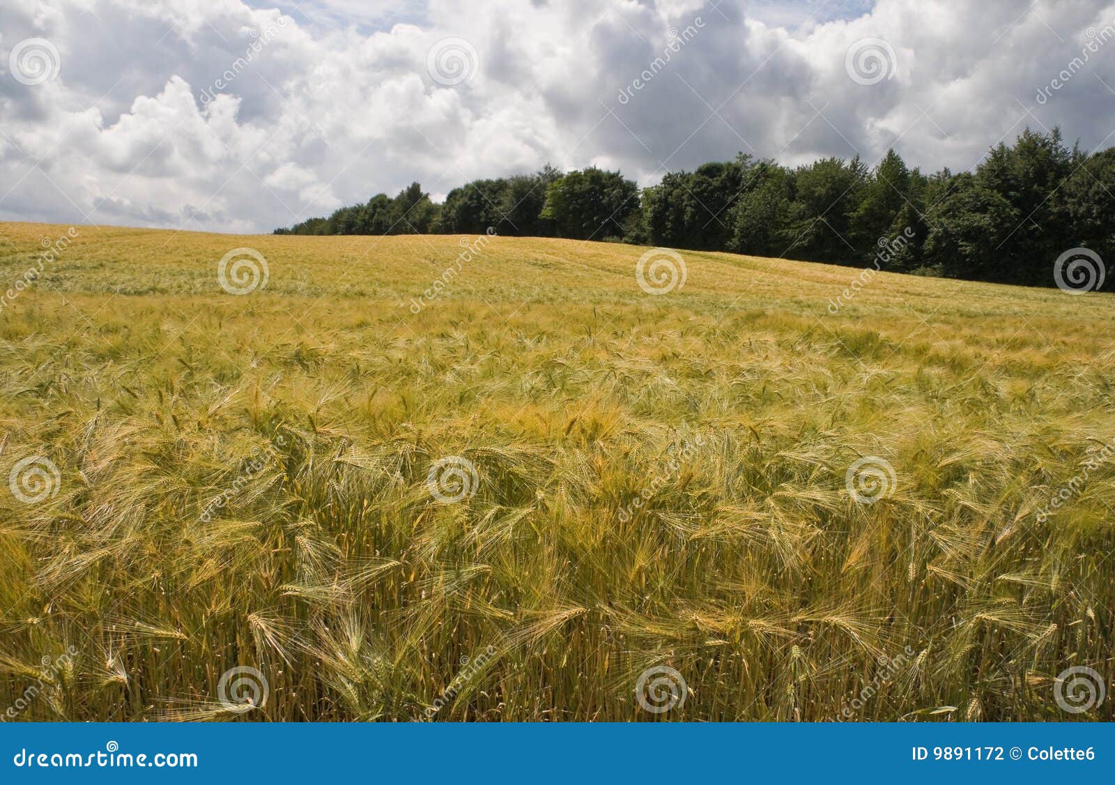 Riping Grain on Field in Summer Stock Photo - Image of feed, crop: 9891172
