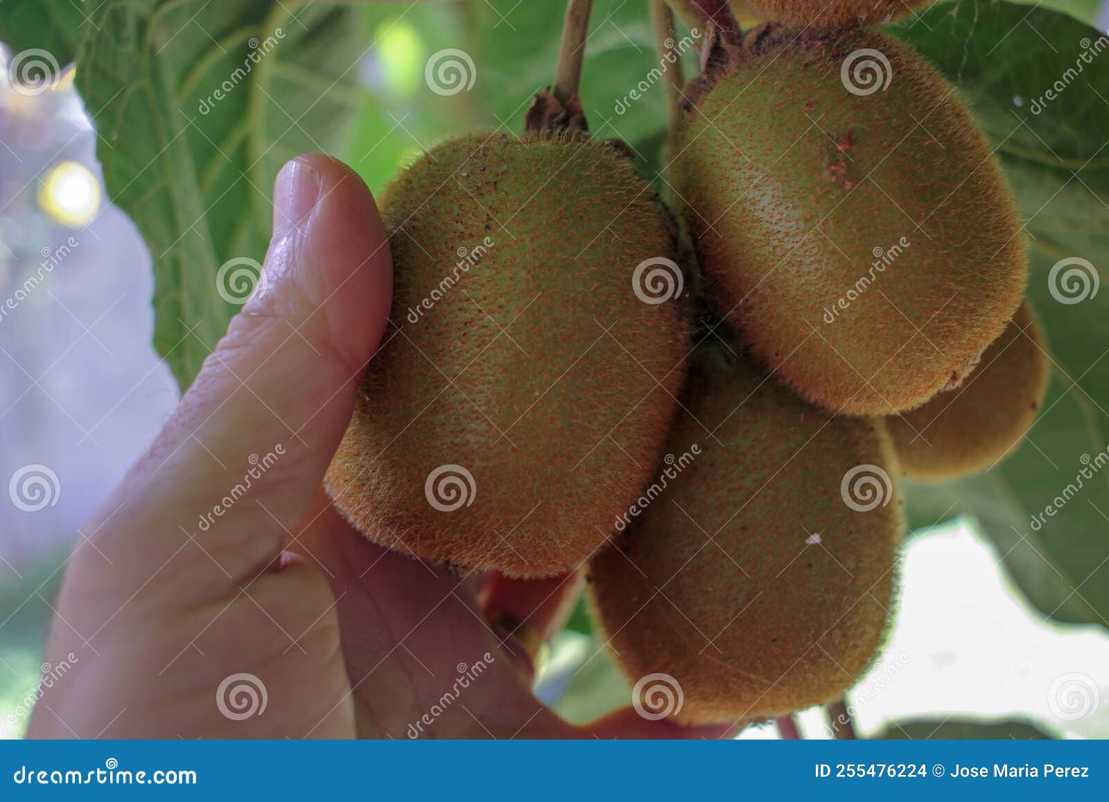 Riping Kiwis in the Kiwi Tree Stock Photo - Image of agriculture, fruit ...