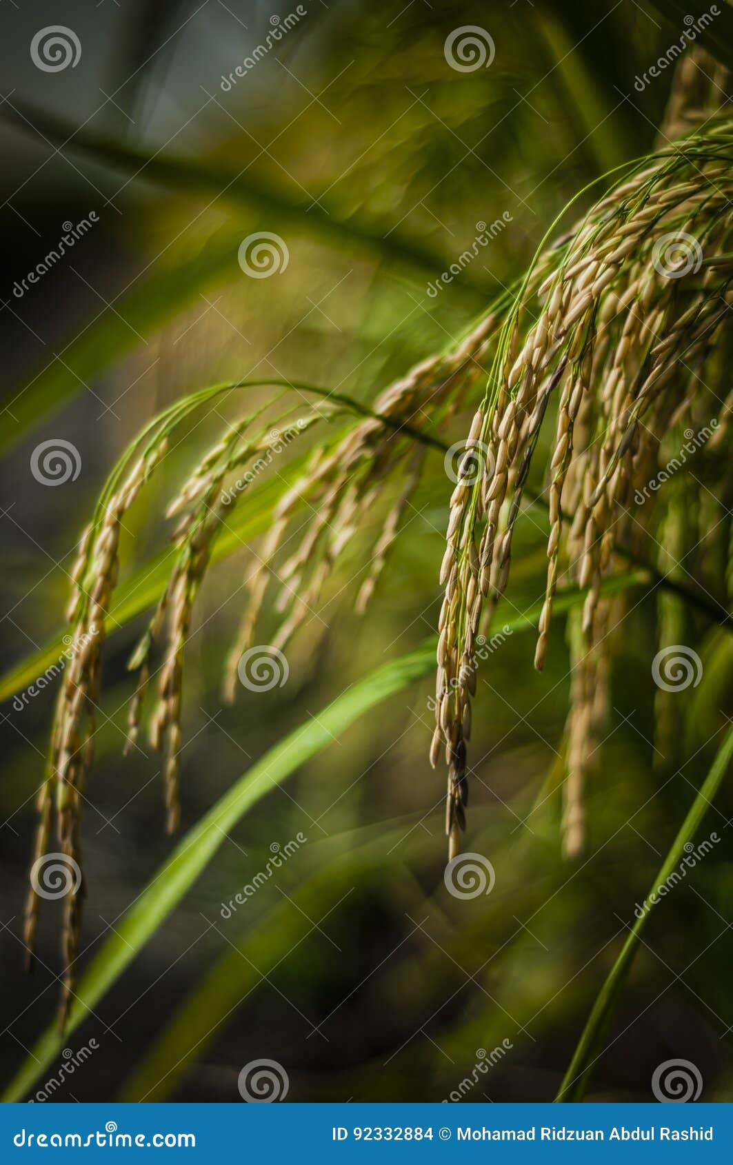 Riping Padi stock photo. Image of micro, harvesting, macro - 92332884